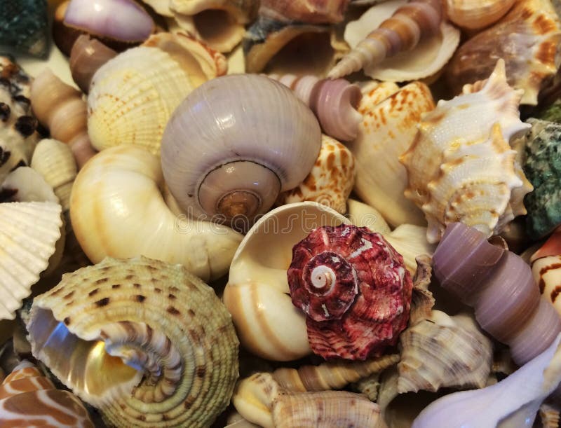 Sea shells stock photo. Image of seashells, types, ocean - 51462788