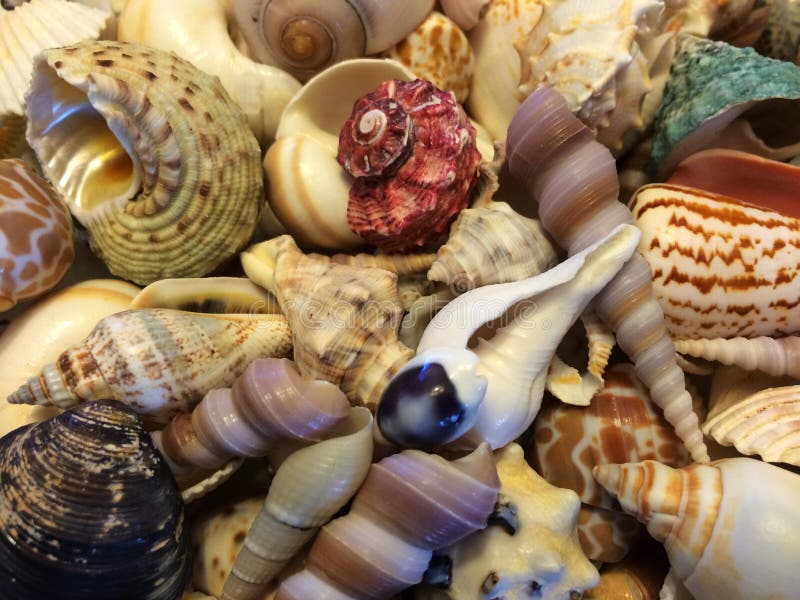 Sea shells stock image. Image of beach, together, ocean - 51463231