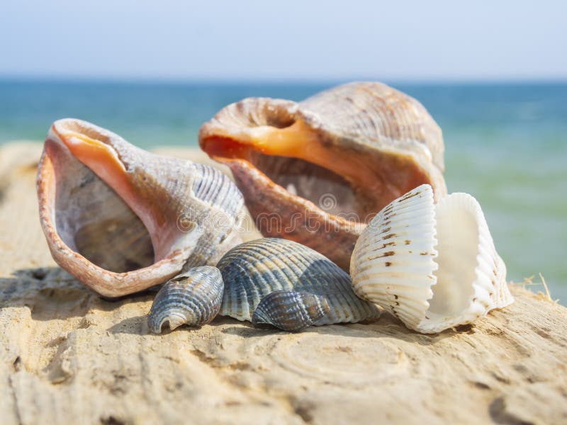 Sea shells at the seaside stock photo. Image of seashore - 268436408