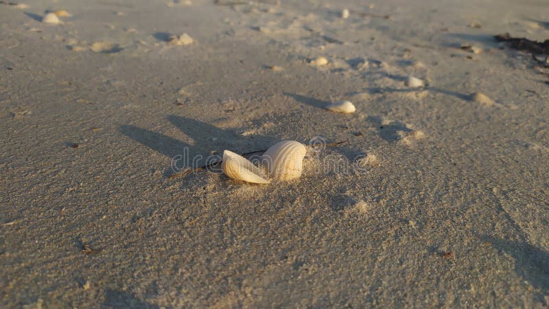 Sea Shells Seen at Low Tide Stock Image - Image of exotic, cockleshell ...