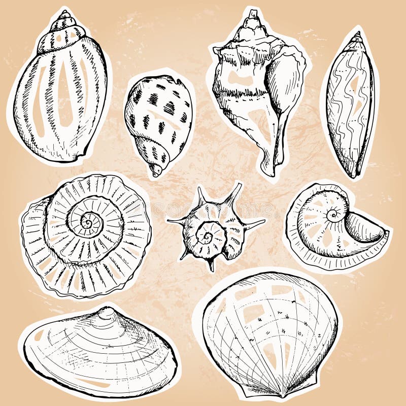 Sea shells stock vector. Illustration of sketch, nature - 33299913