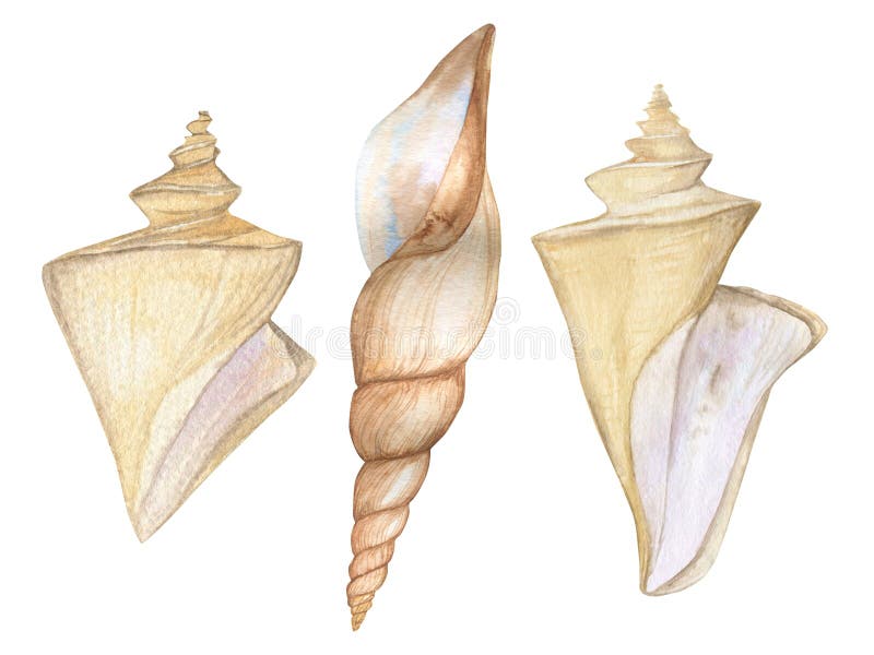 Sea Shells a Set of Beige Seashells. Watercolor Pattern. Stock Image ...
