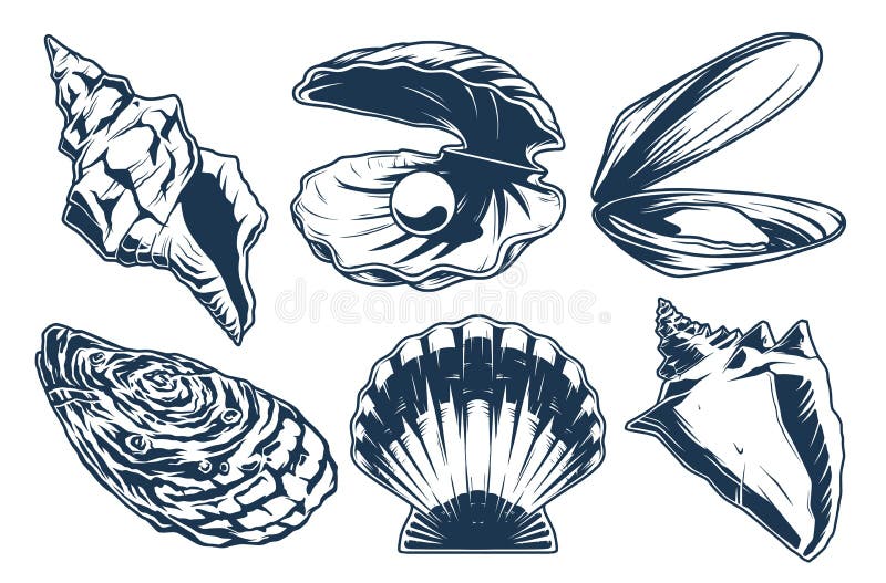 Sea Shells Set Monochrome Elements Stock Vector - Illustration of ...