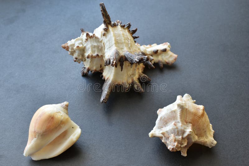 Sea Shells and Shell on a Black Background. Stock Image - Image of ...