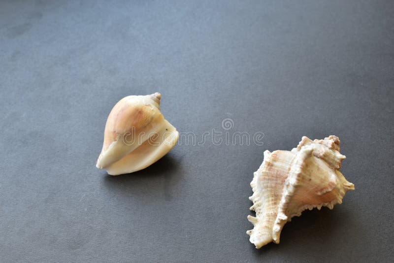 Sea Shells and Shell on a Black Background. Stock Image - Image of ...