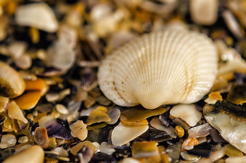 Sea shells stock photo. Image of shellbed, macro, nature - 34243268