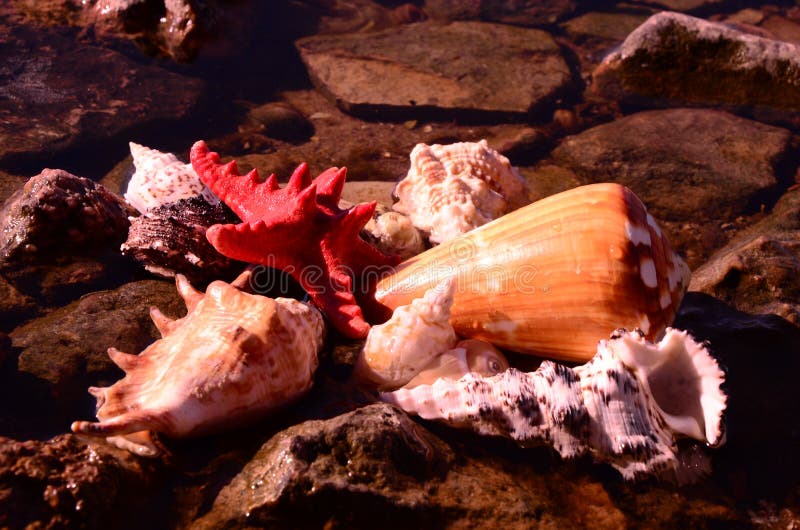 Sea shells stock photo. Image of ocean, idyllic, rocks - 40865210