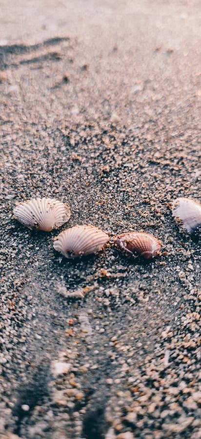 Sea Shells by the Sea Shore Stock Image - Image of water, sand: 208036989