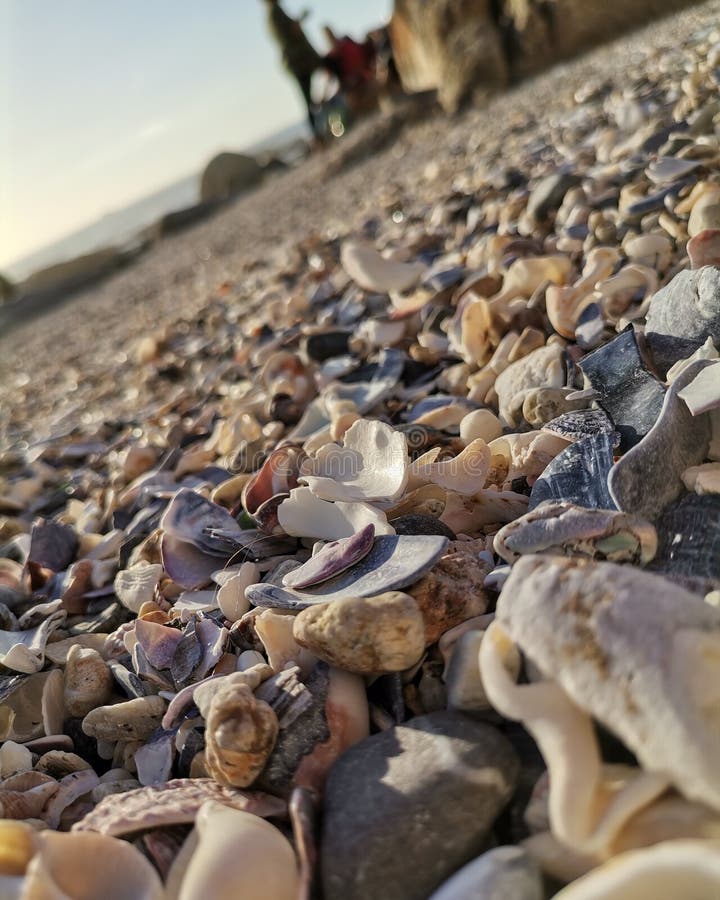 Sea Shells on the Sea Shore Stock Photo - Image of shore, seashore ...