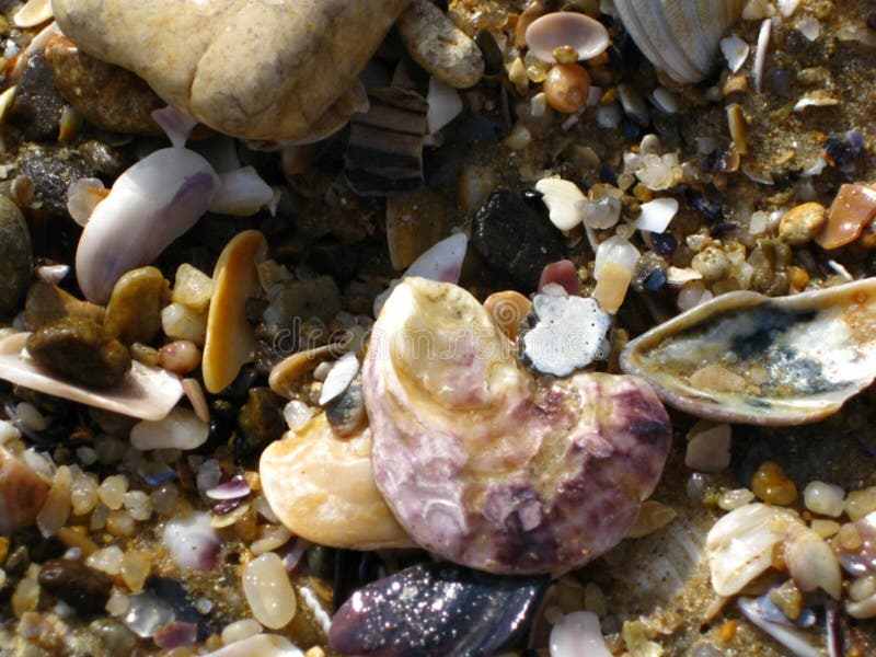 Sea-shells-on-shore Picture. Image: 87857719