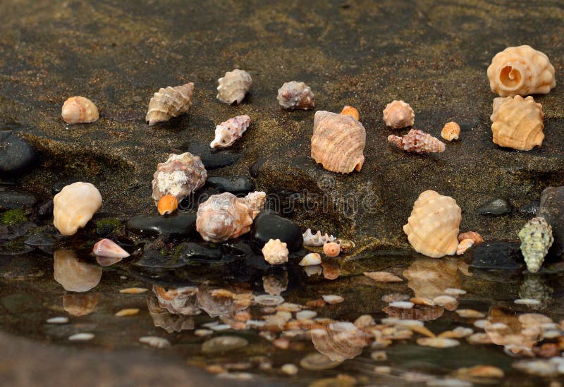 Sea shells stock image. Image of wildlife, biodiversity - 89058977
