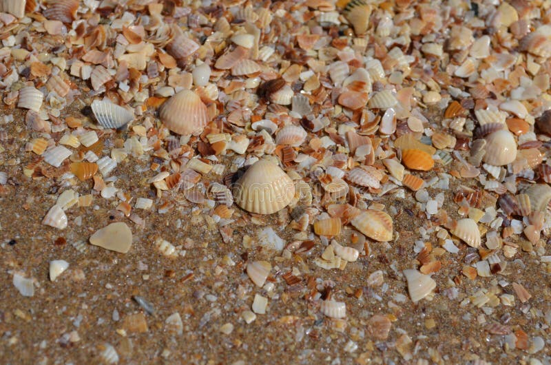 Sea Shells on the Shore Close-up Photo Stock Image - Image of beach ...