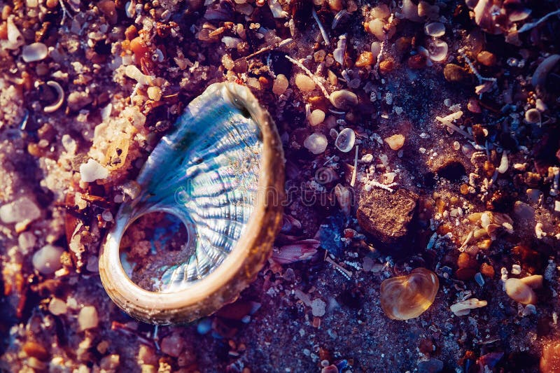 Sea shells on the shore stock photo. Image of beautiful - 56216194