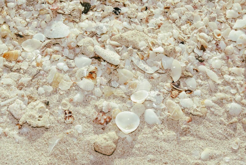 Sea Shells on the Shore of a Tropical Beach Stock Image - Image of ...