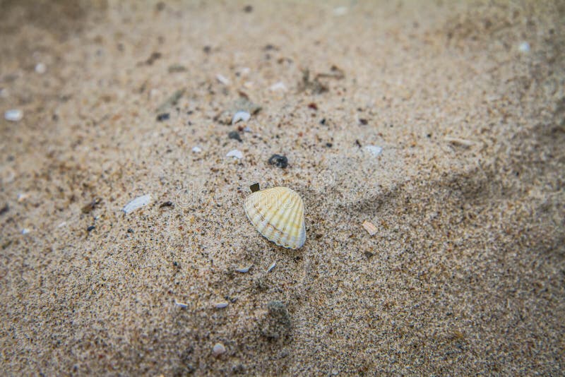 Sea shells stock photo. Image of concept, beach, small - 149474972