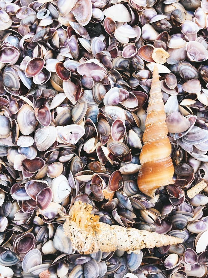 Sea Shells and Snail on the Sand Beach Stock Image - Image of closeup ...