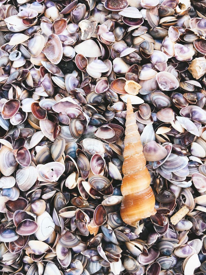 Sea Shells and Snail on the Sand Beach Stock Image - Image of pretty ...