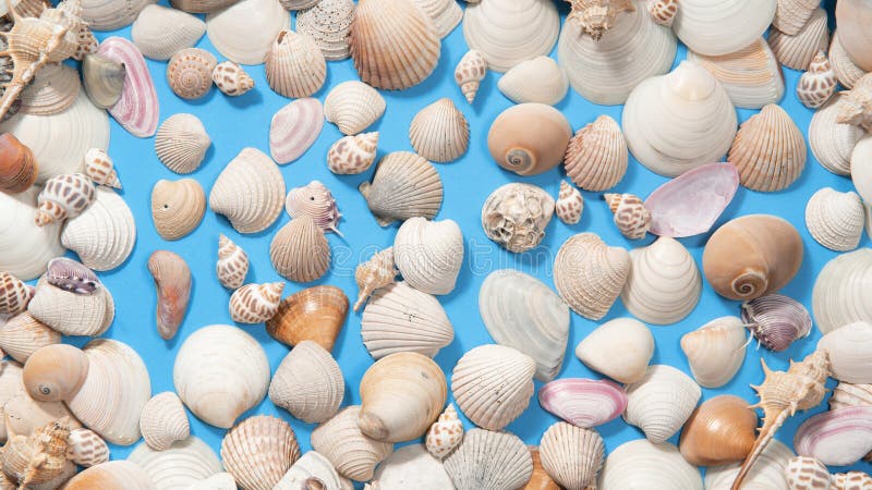 Sea Shells and Snails of Different Sizes and Colors on a Blue Surface ...