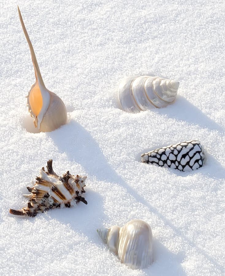 Sea shells on the snow stock image. Image of thorn, vacations - 13007273