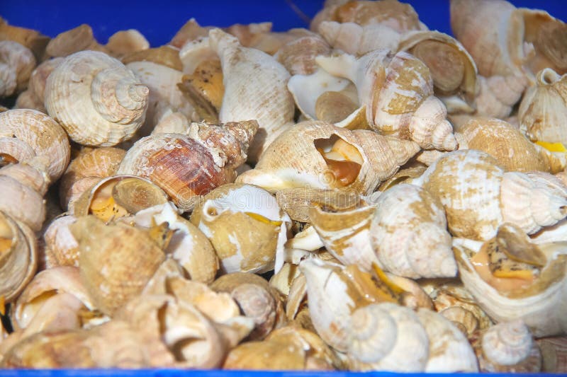Sea Shells are Sold in Market Stock Image - Image of health, healthy ...