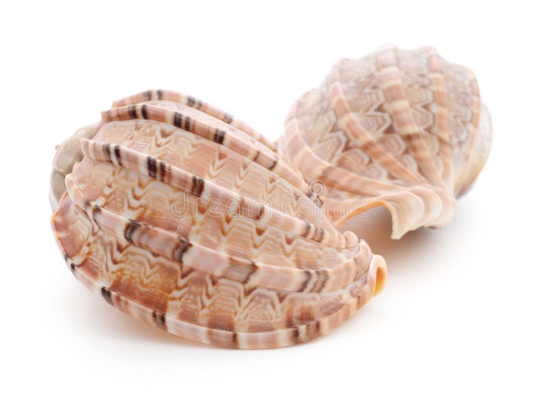 Sea shells stock photo. Image of swirl, nature, colors - 39164618