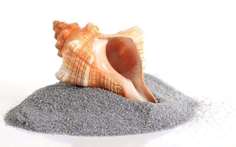 Sea shells stacked stock image. Image of seashell, grey - 20520499