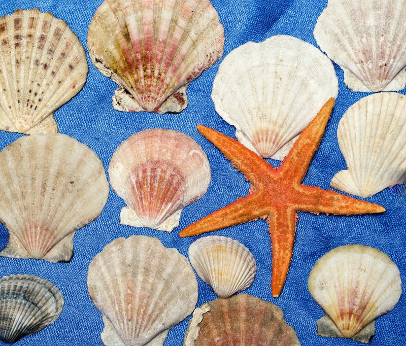 Sea shells stock image. Image of fish, oyster, beach - 33102429