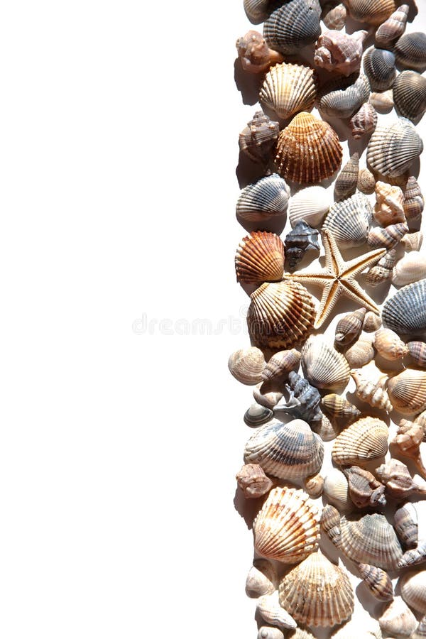 Sea shells and star stock photo. Image of empty, marine - 32176918