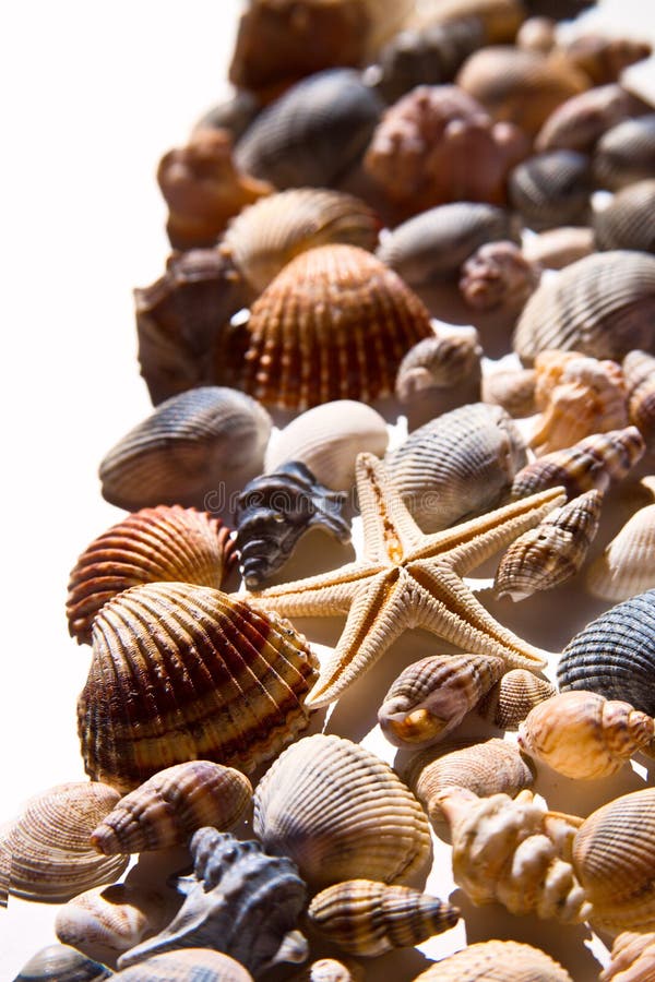 Sea shells and star stock photo. Image of cutout, shape - 39947400