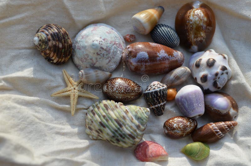 Sea shells stock image. Image of outdoors, color, ocean - 64625593