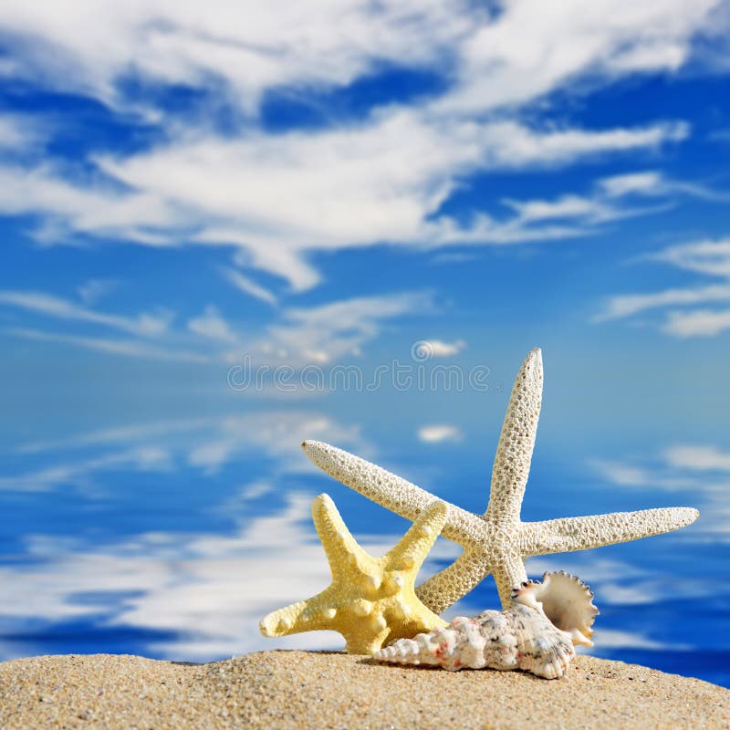 Sea Shells, Sea Star on Beach Stock Image - Image of collection ...