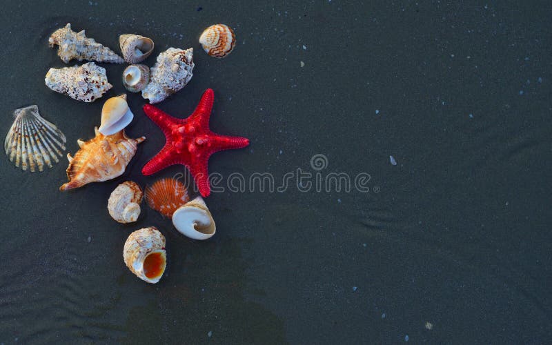 Sea Shells and Star Fish on the Sea Pebbles Stock Photo - Image of ...