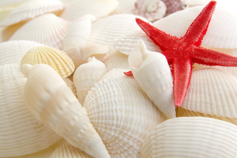 Sea shells and starfish stock image. Image of nautical - 20716033