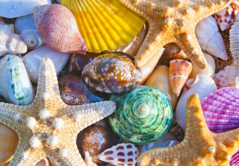 Starfish And Sea Shells On Beach Stock Photo - Image of sand, ocean ...