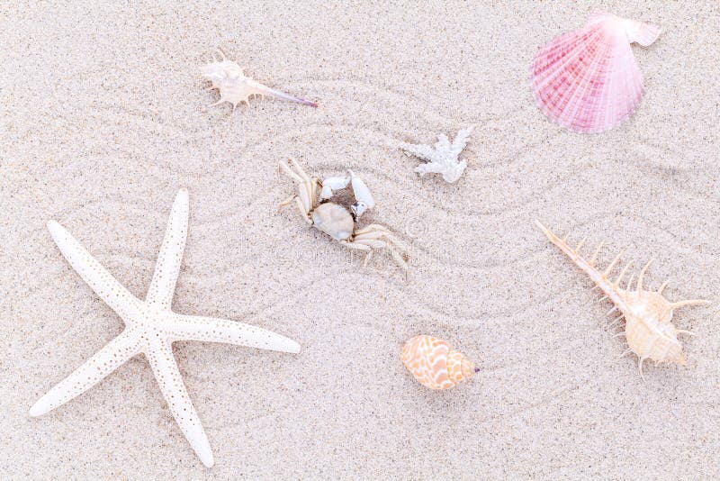 Sea Shells,starfish and Crab on Beach Sand for Summer. Stock Photo ...