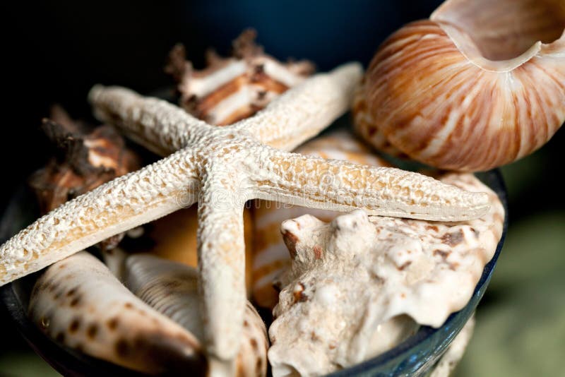 Sea Shells and Starfish stock photo. Image of closeup - 35522490