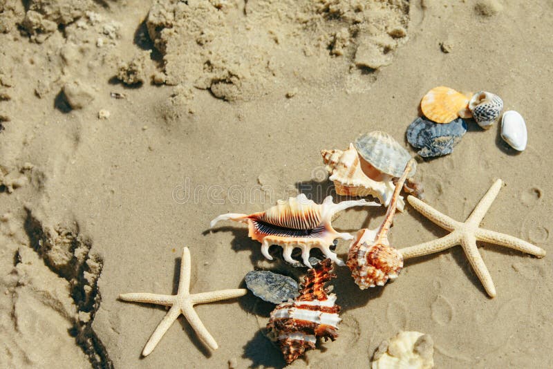 Sea Shells Starfish at Sand Beach Copy Space Stock Photo - Image of ...
