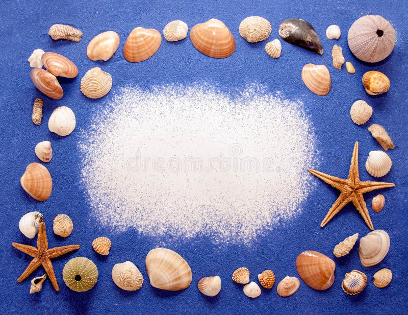 Sea shells and starfish stock photo. Image of marines - 149875550
