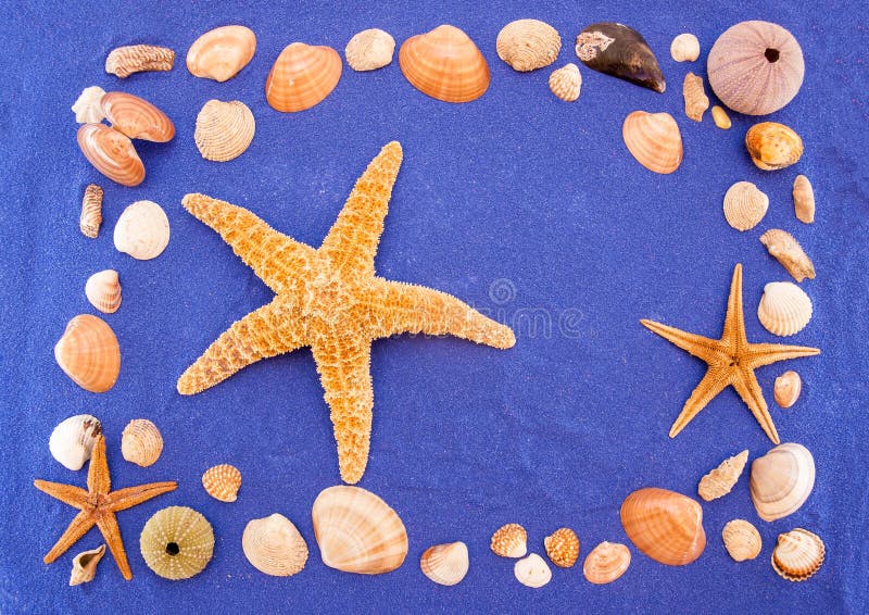 Sea shells and starfish stock photo. Image of crustacean - 149875992