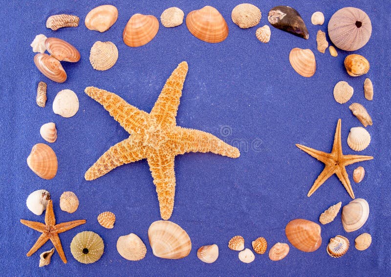 Sea shells and starfish stock image. Image of military - 149875599