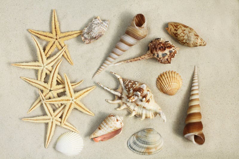 Sea Shells and Starfishes on the Sand. Top Down View Stock Photo ...