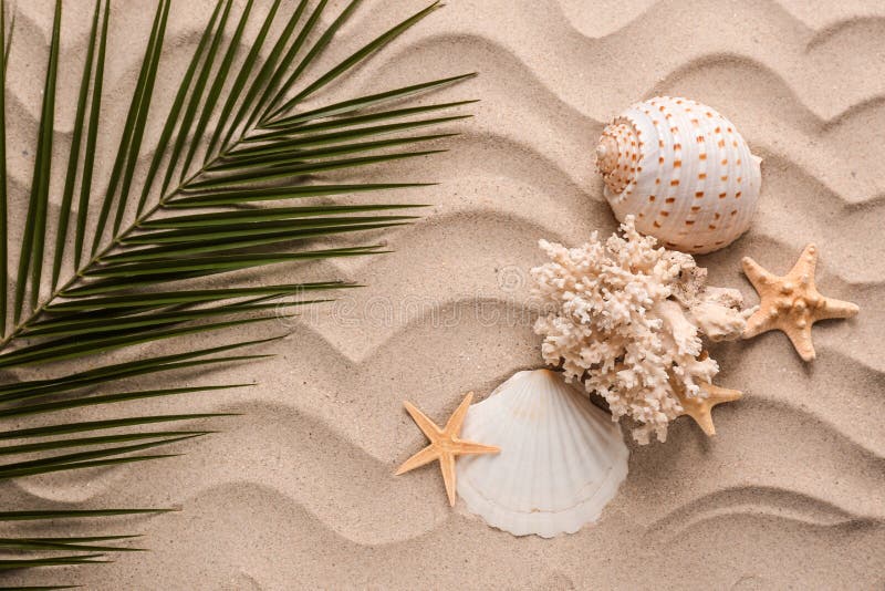 Sea Shells with Starfishes and Tropical Leaf on Sand Stock Image ...