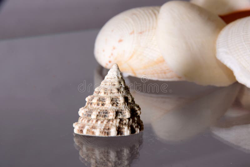 Shells - sea still life stock photo. Image of composition - 5184040