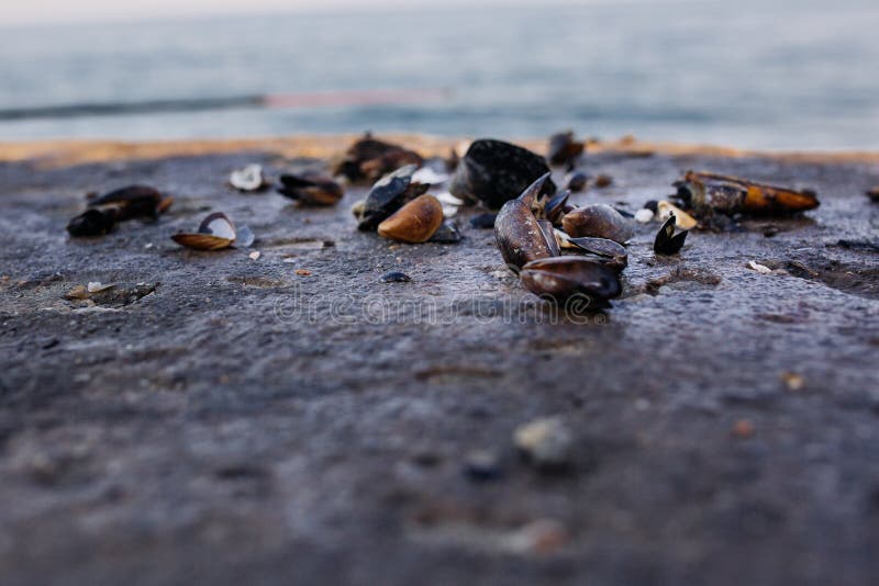 Sea Shells on a Stone Slab on the Seashore, Close-up, Sea is in the ...