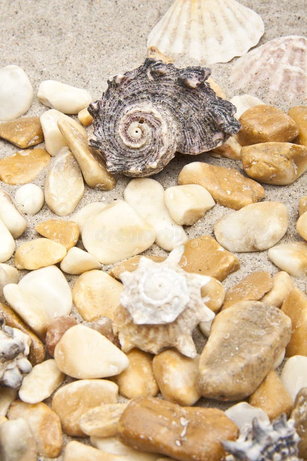 Sea shells and stones stock image. Image of paradise - 60478421