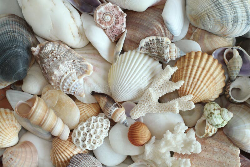 Sea Shells, Stones, Mussels and Coral Background Stock Photo - Image of ...