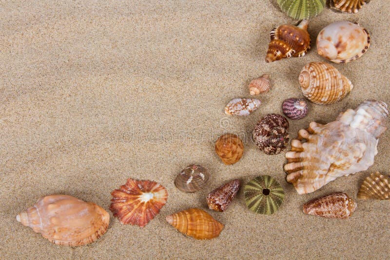 Sea shells in studio stock photo. Image of object, molluscs - 31011078