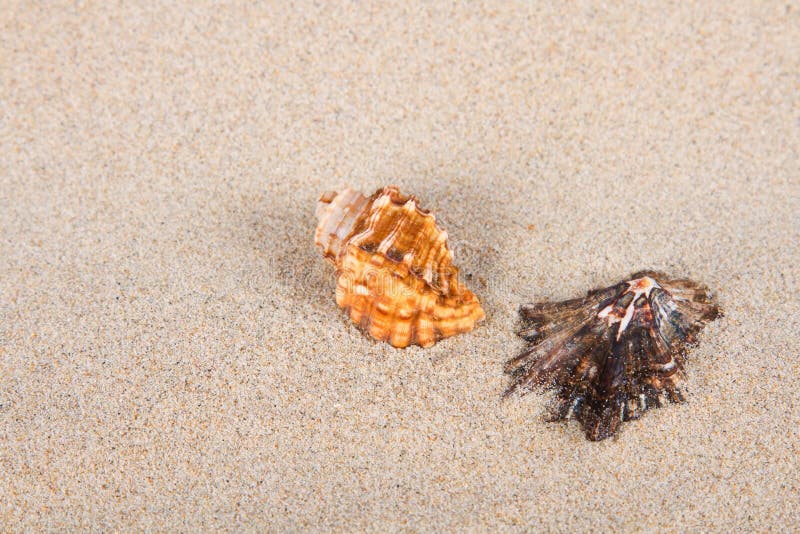 Sea shells in studio stock photo. Image of object, molluscs - 31011078