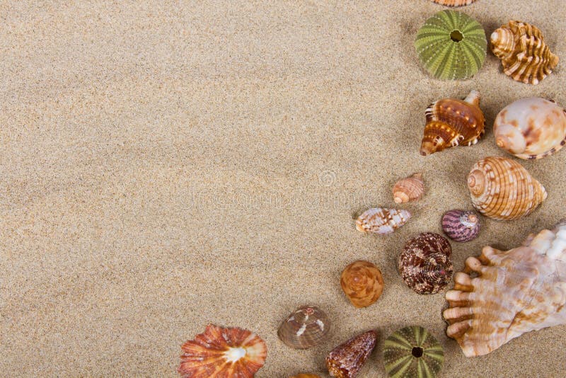 Sea shells in studio stock photo. Image of object, molluscs - 31011078