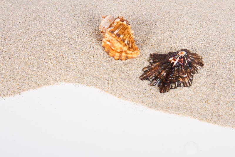 Sea shells in studio stock photo. Image of background - 31473874